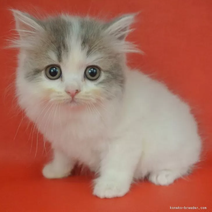 スコティッシュフォールド(立ち耳)【東京都・男の子・2024年2月23日・ブルータビー&ホワイト】人気のブルー系☆お目めクリクリの可愛い男の子｜みんなの子猫ブリーダー（子猫ID：2404-01368）