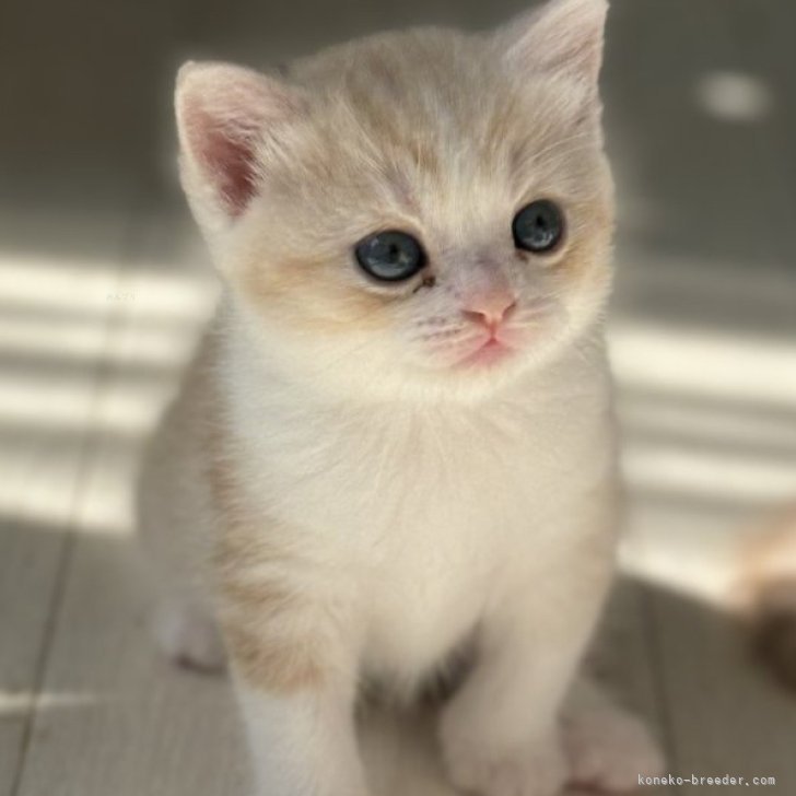 cat_img_1_2799840d6406.jpg cat_img_1_2799840d6406.jpg