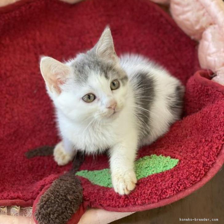 スコティッシュフォールド(立ち耳)【大阪府・女の子・2022年6月18日・ブルークラッシックタビー&ホワイト】😻ドット柄の背中がチャームポイント😻｜みんなの子猫ブリーダー（子猫ID：2208 ...